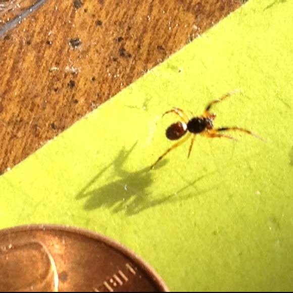 Dwarf Sheet Spider | Project Noah