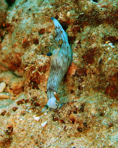 Lined nembrotha | Project Noah