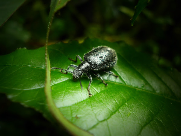 Spotting | Project Noah