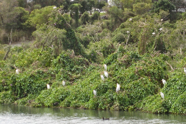 Intermediate Egret (in colony) | Project Noah