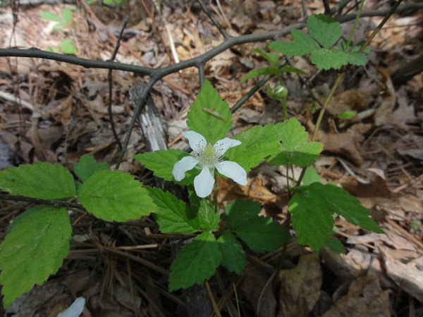 Common Dewberry | Project Noah
