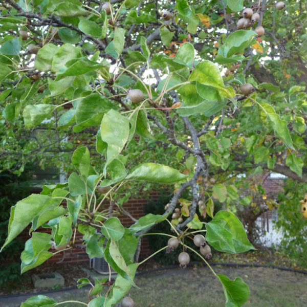 Bradford pear tree | Project Noah