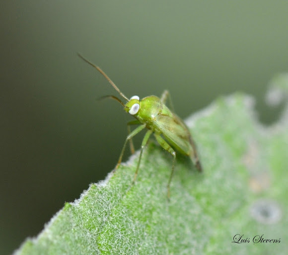 Broken-backed Bug | Project Noah