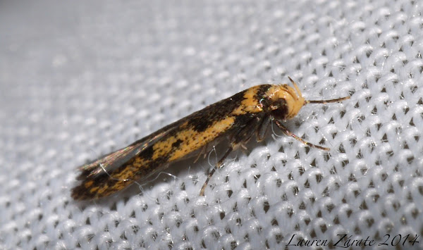 Micro-Lepidoptera | Project Noah