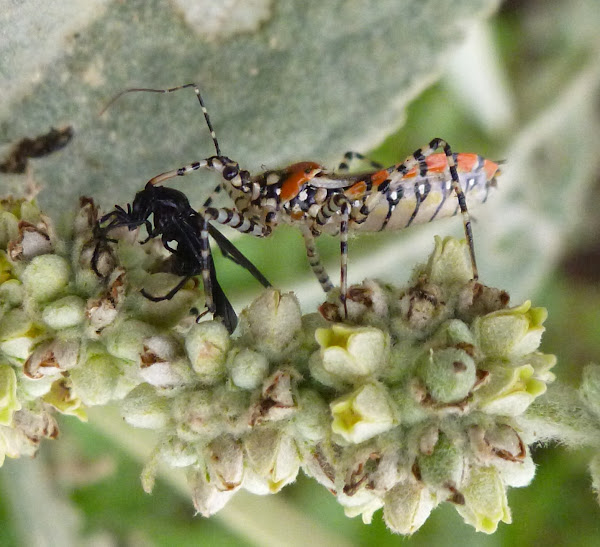 Banded Assassin Bug feeding on a Bibionid Fly | Project Noah