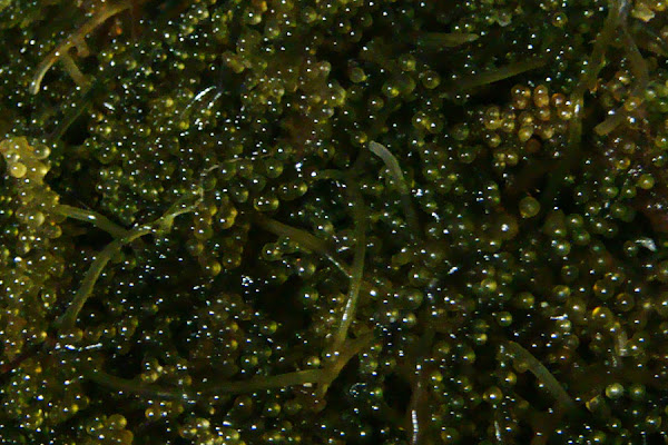 Lato Seaweed | Project Noah