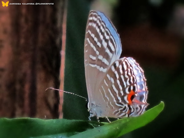 White Caerulean (Male) | Project Noah
