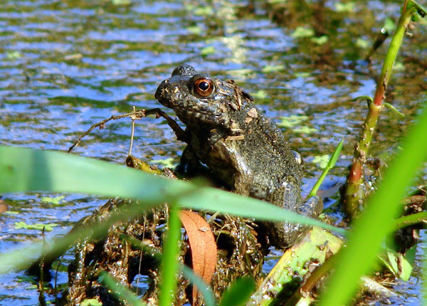 River Frog | Project Noah
