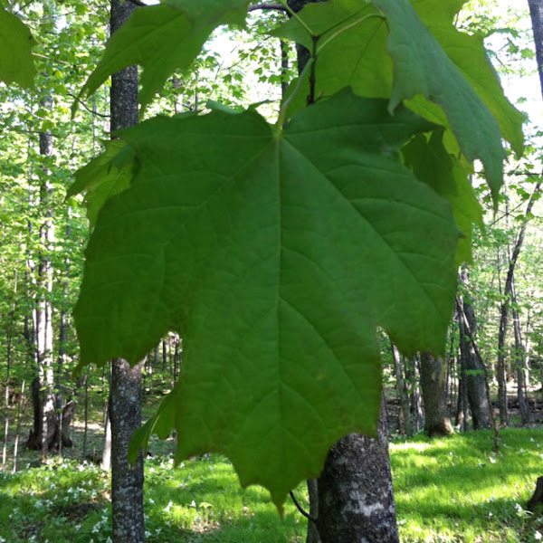 Sugar Maple | Project Noah