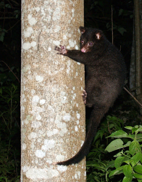 Short-eared Possum | Project Noah