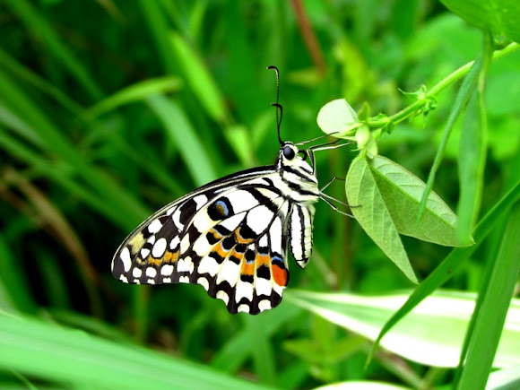 Lime Butterfly | Project Noah