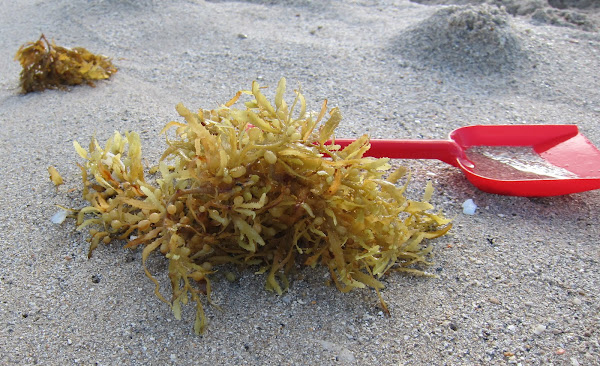 Sargassum sea weed | Project Noah