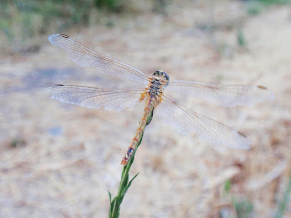 Red-veined Darter, Libelinha (pt), Tira-olhos, (pt), Libélula ...
