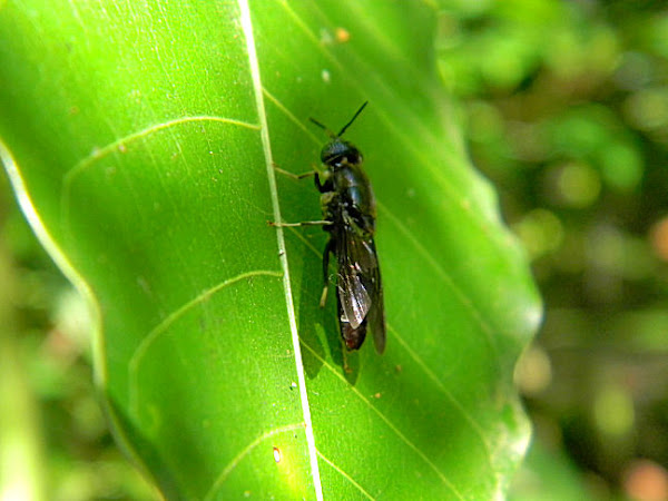 black soldier fly | Project Noah