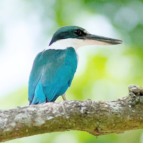White-collared Kingfisher | Project Noah