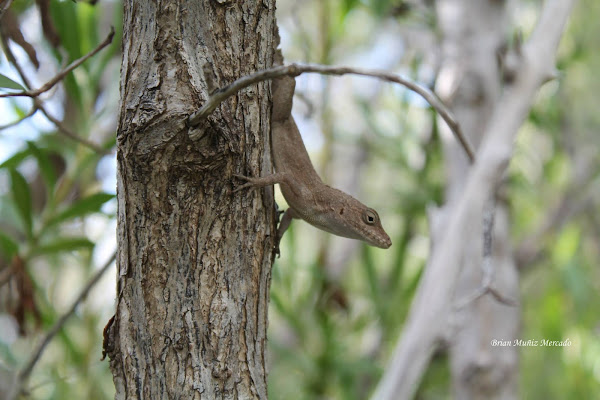 Cook's Anole | Project Noah