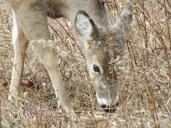 White-tailed Deer | Project Noah
