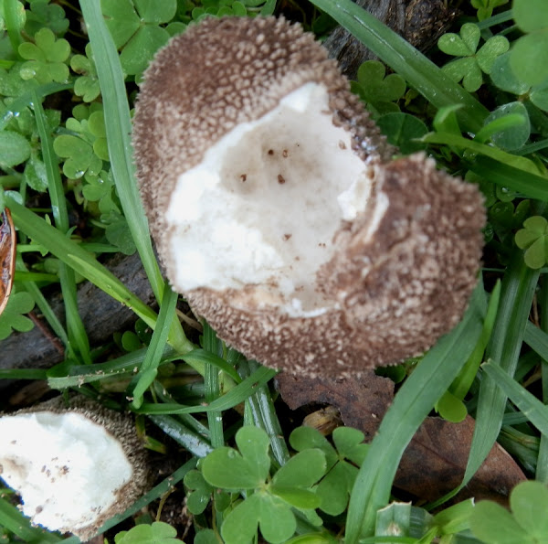 Scabrous Puffball | Project Noah