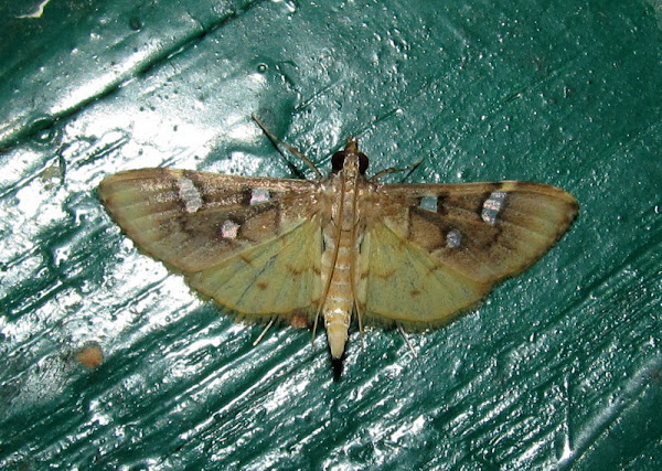 Crambidae | Project Noah