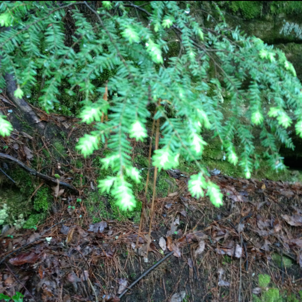 Hemlock | Project Noah