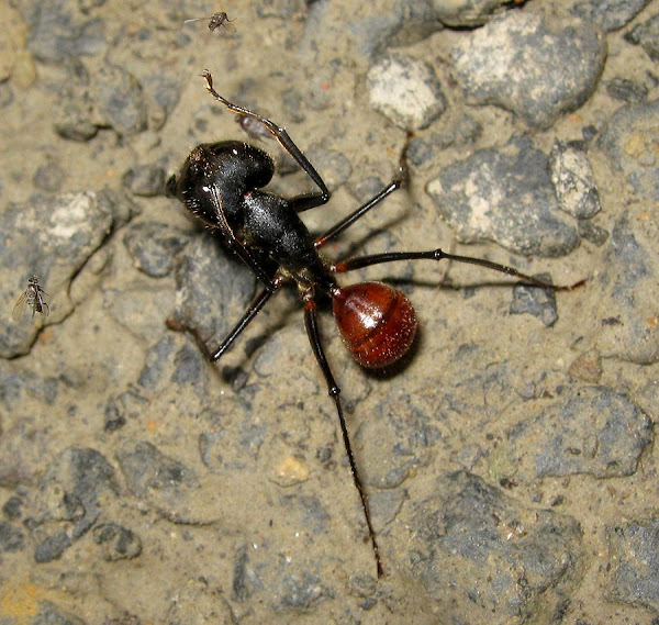 Giant Forest Ant | Project Noah