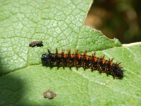 White-rayed Patch/Checkerspot (Mariposa parche negra) | Project Noah