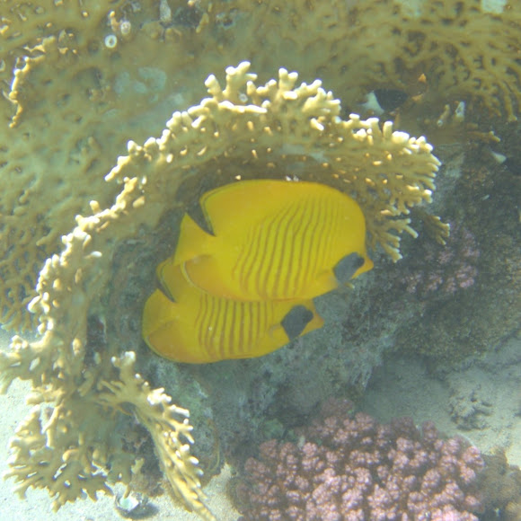 Bluecheek Butterflyfish | Project Noah