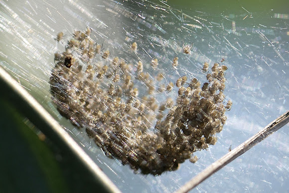 Spider Hatchlings | Project Noah