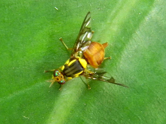 breadfruit fly | Project Noah