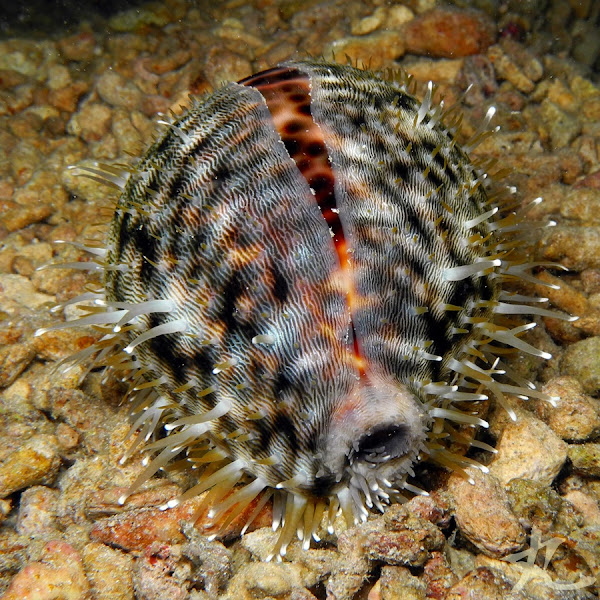 Tiger Cowry | Project Noah