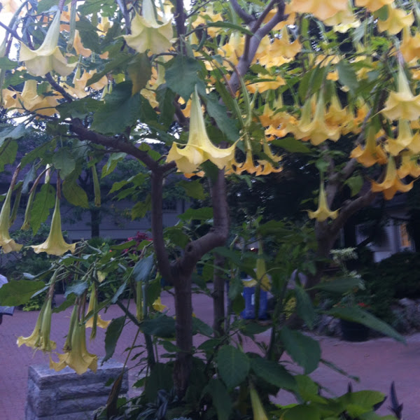 Angel's Trumpet | Project Noah