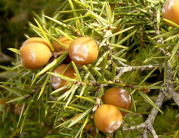 Enebro rojo | Project Noah