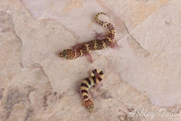 Texas Banded Gecko (adult and young) | Project Noah
