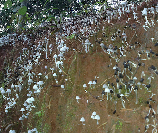 Fairy Inkcap | Project Noah