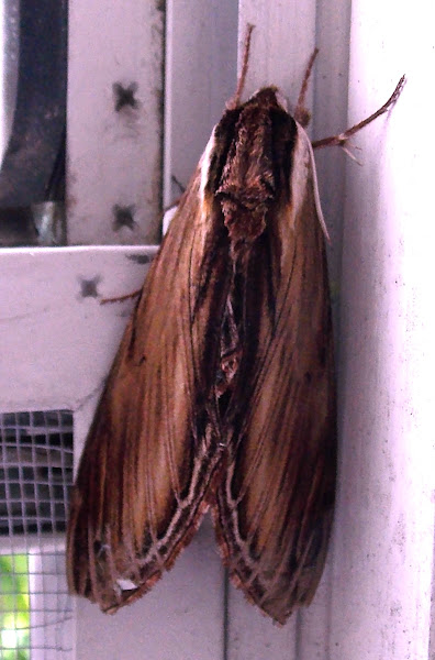 Laurel Sphinx Moth | Project Noah