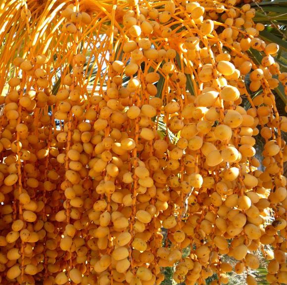 Dátil. Palmera datilera | Project Noah