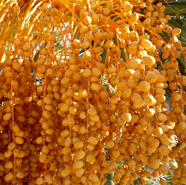 Dátil. Palmera datilera | Project Noah