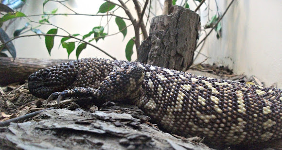 Mexican Beaded Lizard | Project Noah