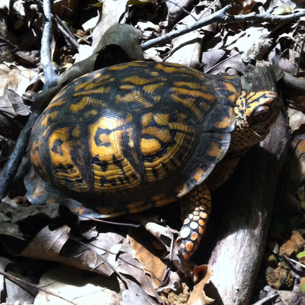 Box turtle | Project Noah