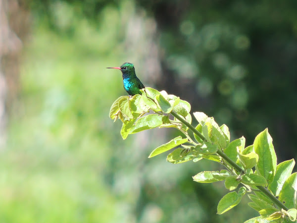 Glittering-Bellied Emerald | Project Noah
