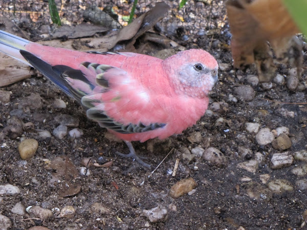 Bourke's Parakeet | Project Noah