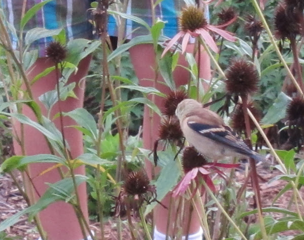 American Goldfinch (female) | Project Noah