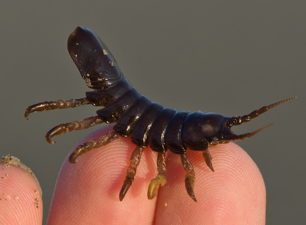 Spotting | Project Noah