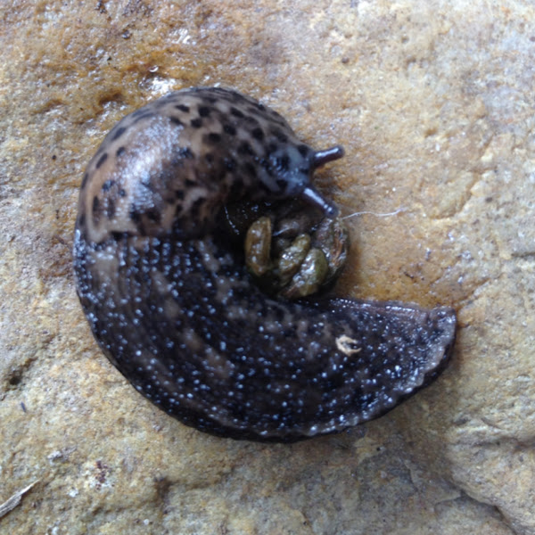 Giant Garden Slug | Project Noah