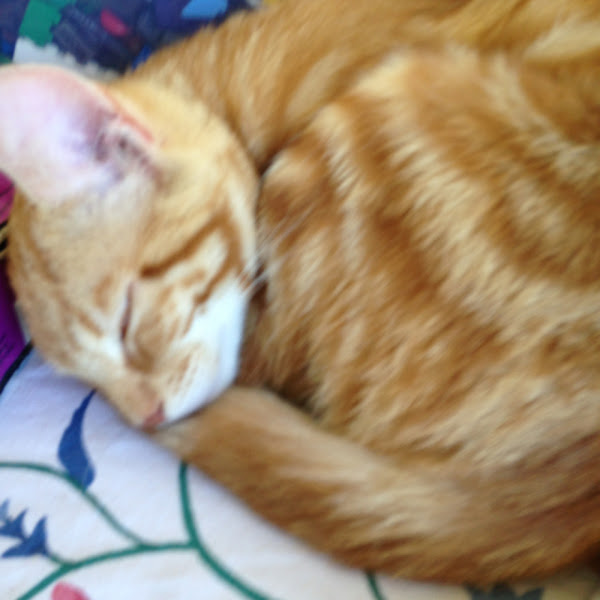Garfield | Project Noah