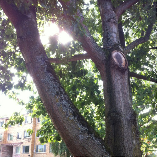 red oak | Project Noah