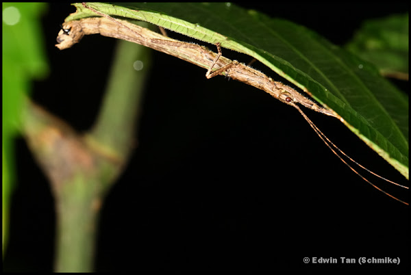 Stick Insect | Project Noah