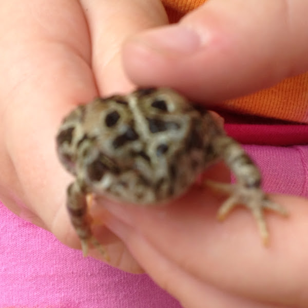 Fowler's Toad | Project Noah