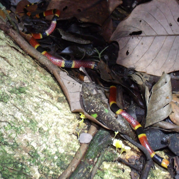 Central American Coral Snake | Project Noah
