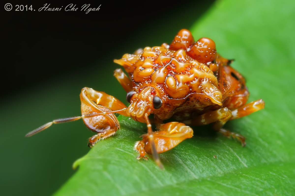 Pentatomid Shield Bug | Project Noah